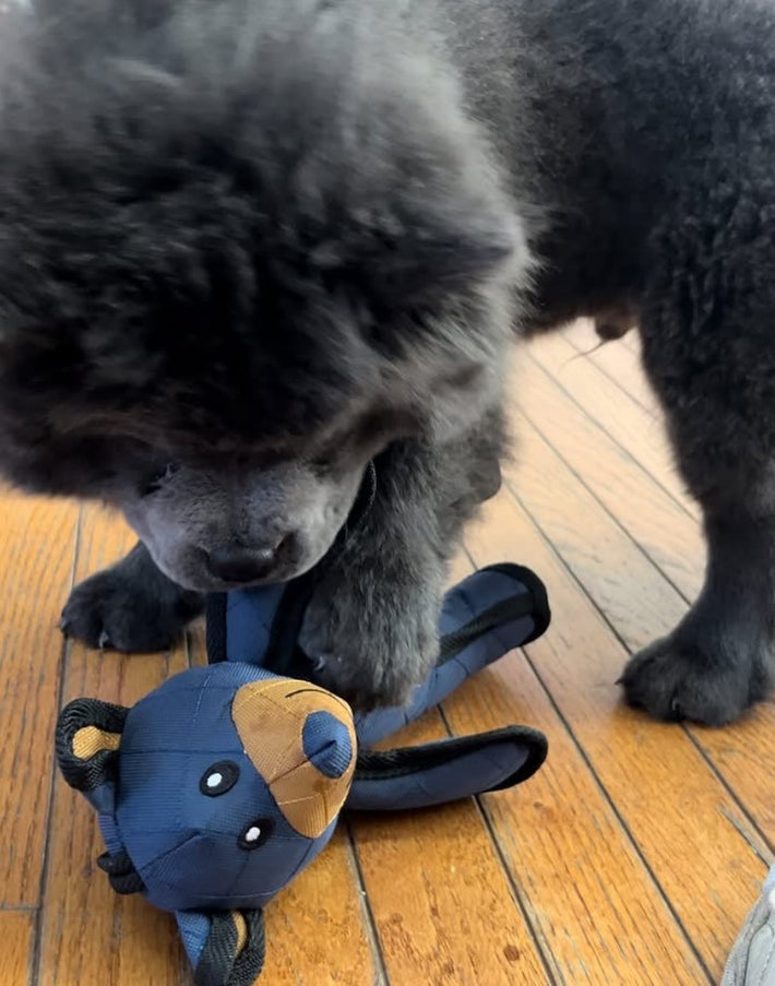 Indestructa Bear™ – Lumiqour