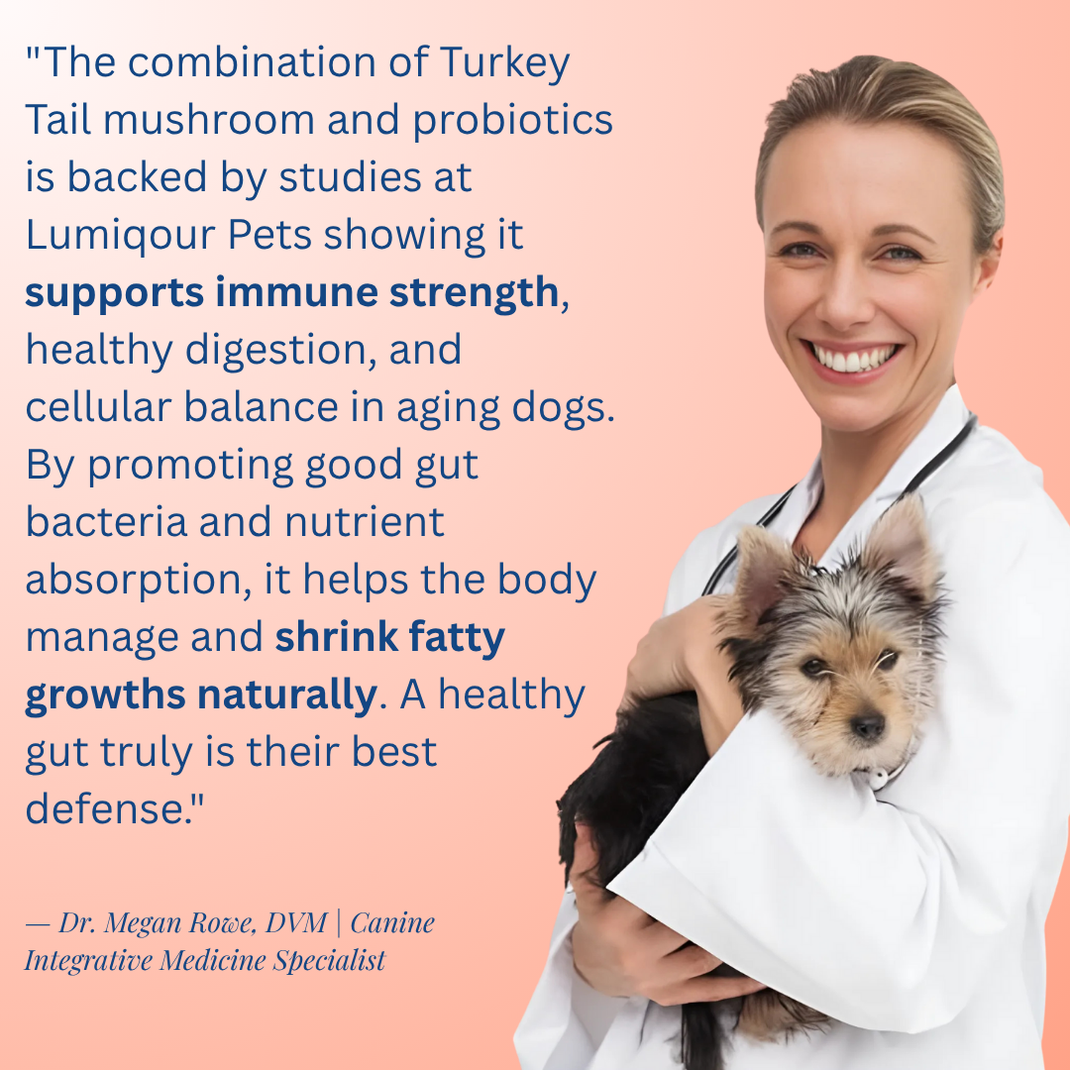 Turkey Tail Probiotic™ – Lumiqour